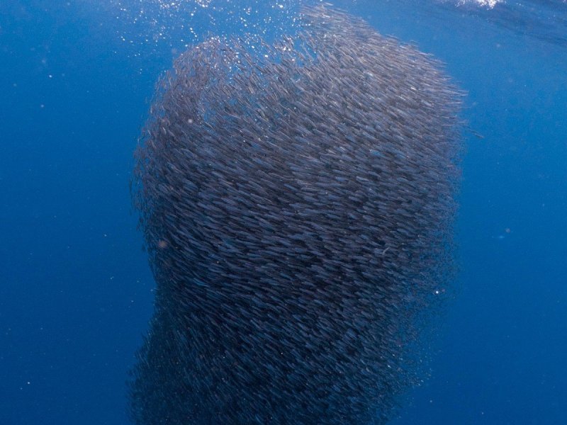 Ronilac se sakrio u jatu riba - tportal