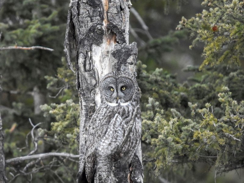 Možete li pronaći sovu na fotografijama šume? - tportal