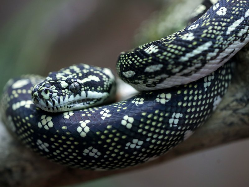 [FOTO/VIDEO] Zmije otrovnice okupirale centar Zagreba! Imate još samo ...