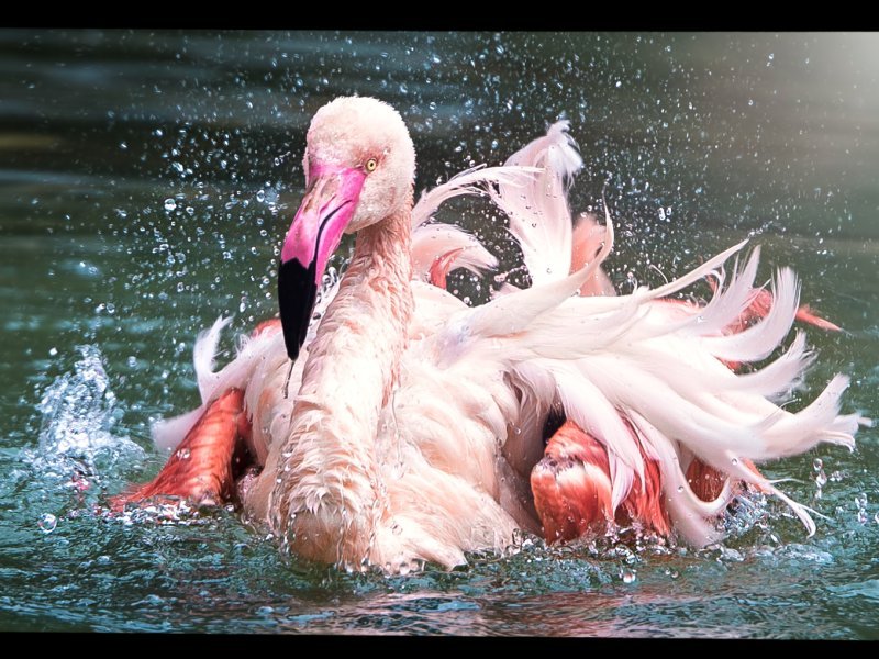Pogledajte prekrasne fotografije veličanstvenih životinja iz cijelog ...