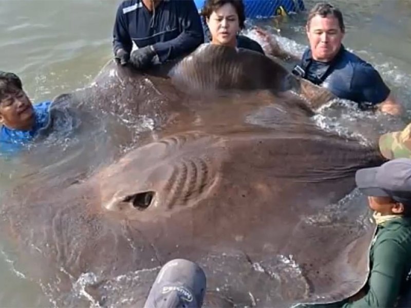 Uhvaćena najveća slatkovodna riba!? - tportal