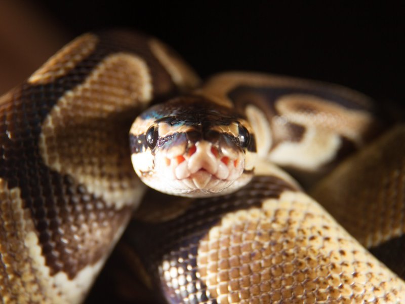 [VIDEO] Dvometarski piton zadavio ženu; u kući je ukupno bilo 140 zmija ...
