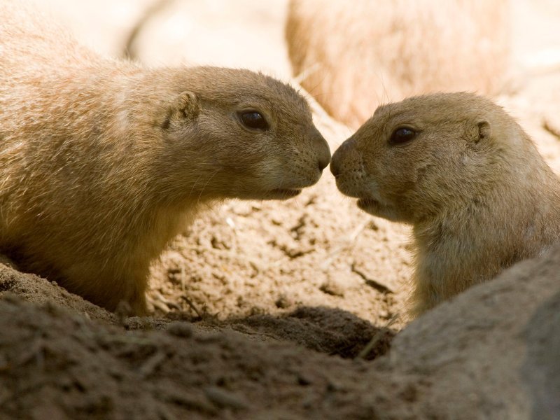 Pogledajte prekrasne prerijske pse - tportal