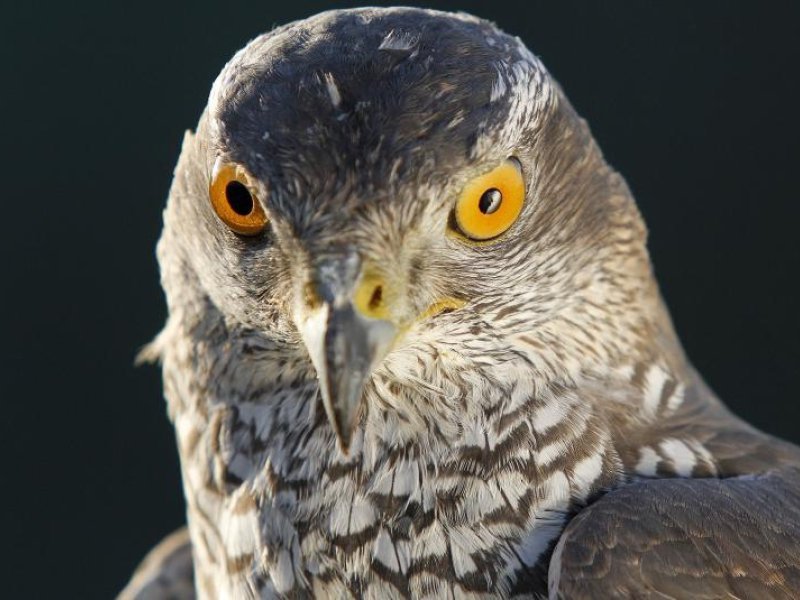 Pogledajte naj fotografije životinja u 2013. - tportal