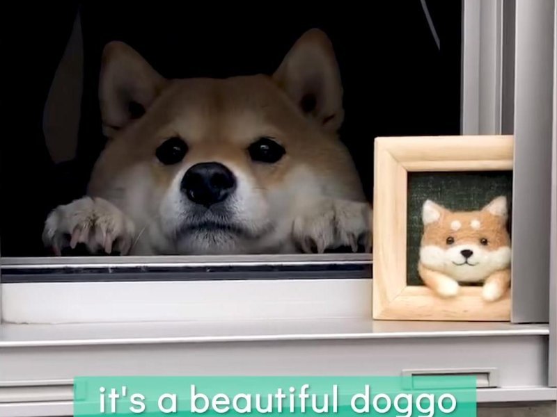 Slatki pas je lijep kao slika - tportal