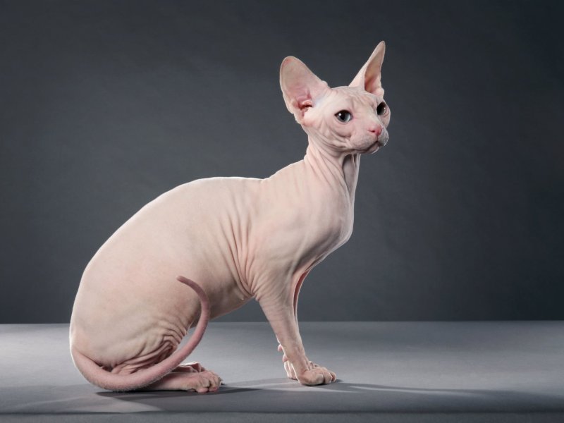 Kako mačke izgledaju kad nemaju dlake pa se naježe - tportal