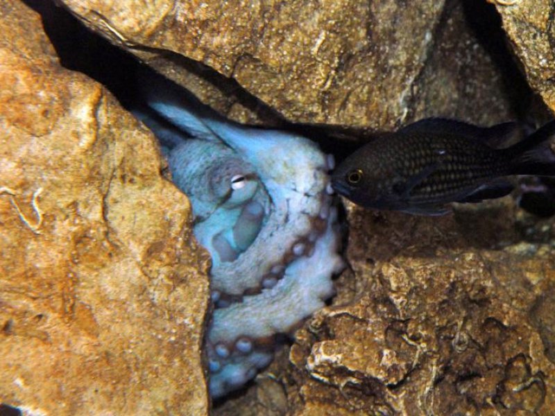 Lov na hobotnice - tportal