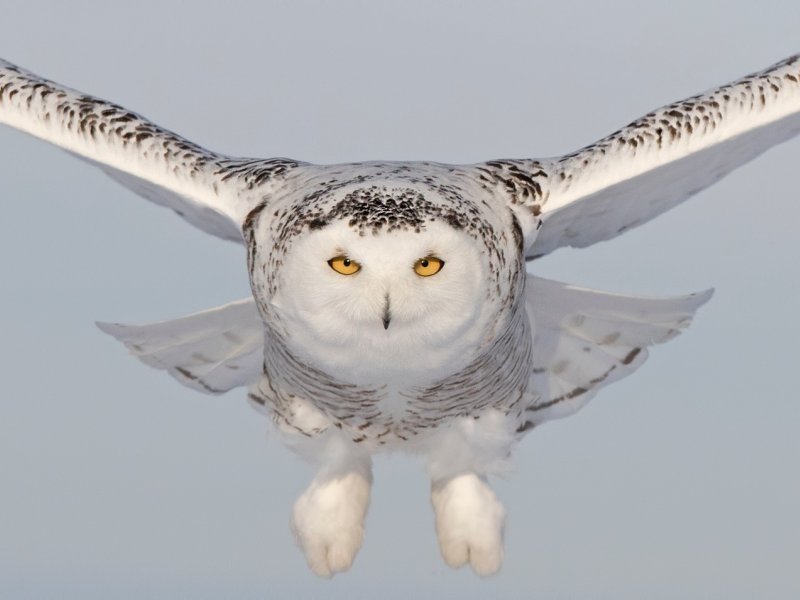 Pogledajte veličanstvenu snježnu sovu - tportal