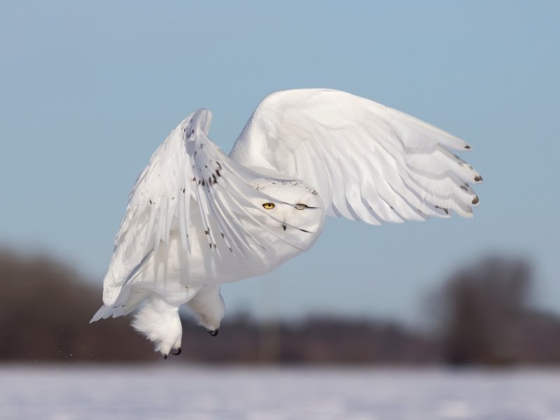 Pogledajte veličanstvenu snježnu sovu - tportal
