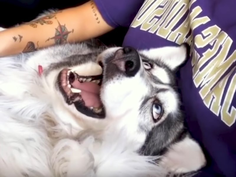 Slatki pas ostao je oduševljen kad je saznao da je među hitovima tjedna ...