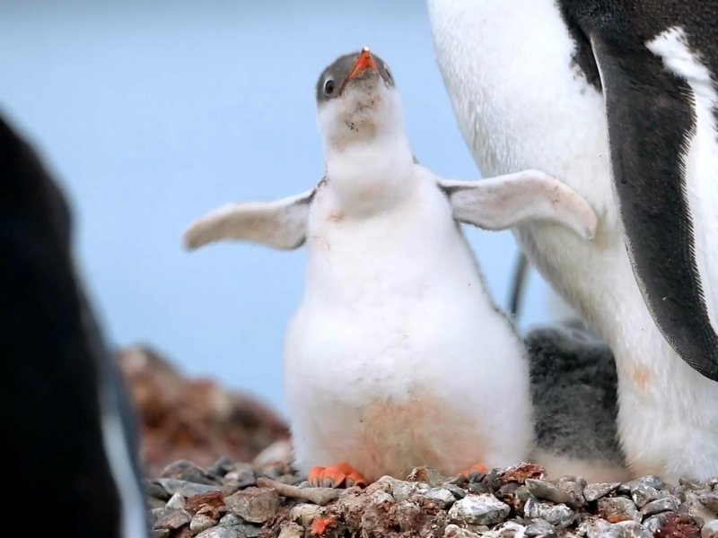 Mali pingvin i njegova 'sretna stopala' sigurno će vas razveseliti ...