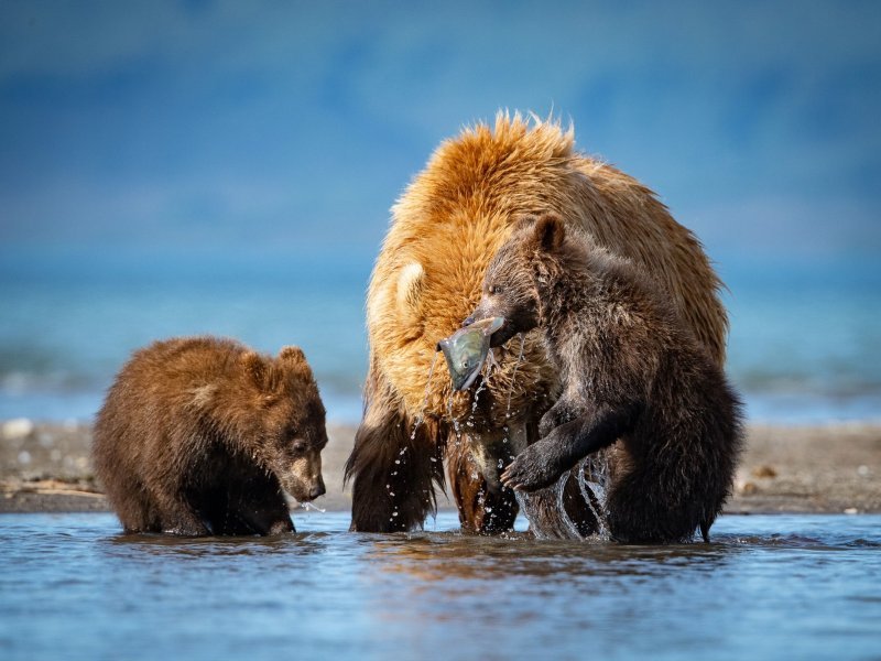 Pogledajte medvjedicu koja uči mladunce loviti ribu - tportal