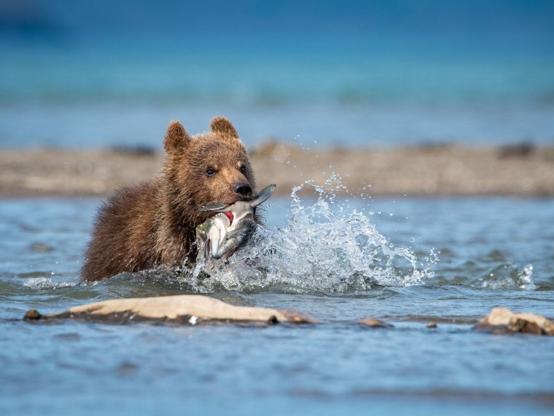 Pogledajte medvjedicu koja uči mladunce loviti ribu - tportal