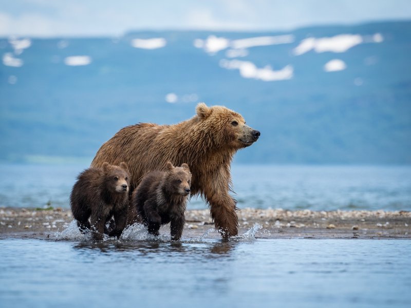 Pogledajte medvjedicu koja uči mladunce loviti ribu - tportal