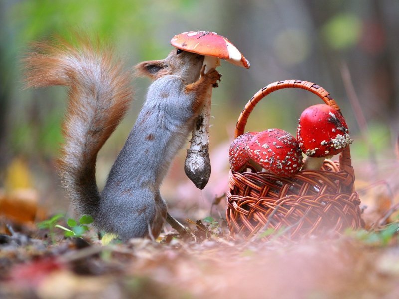 Vjeverice se počele pripremati za Uskrs - tportal