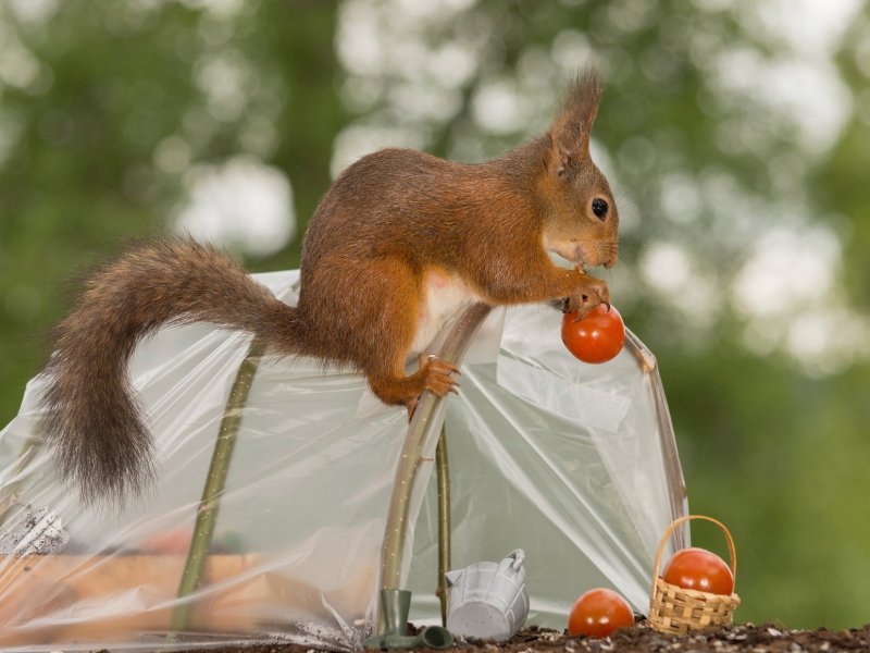 Vjeverice se počele pripremati za Uskrs - tportal