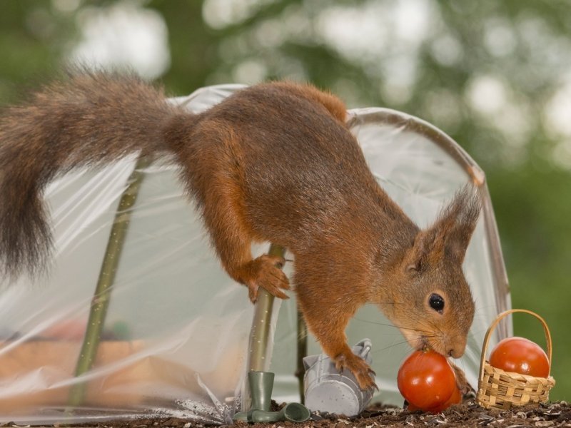 Vjeverice se počele pripremati za Uskrs - tportal
