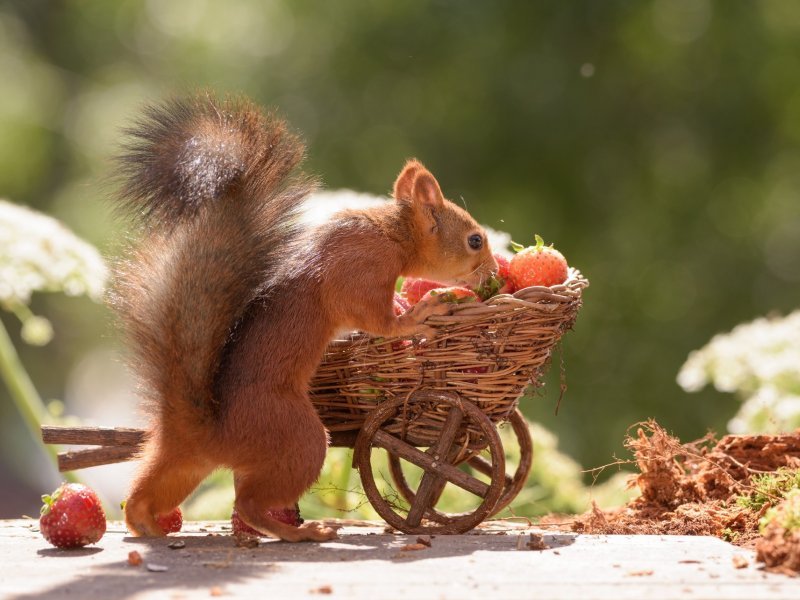 Vjeverice se počele pripremati za Uskrs - tportal