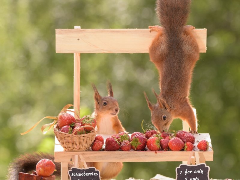 Vjeverice se počele pripremati za Uskrs - tportal