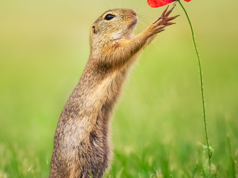 Vjeverice se počele pripremati za Uskrs - tportal