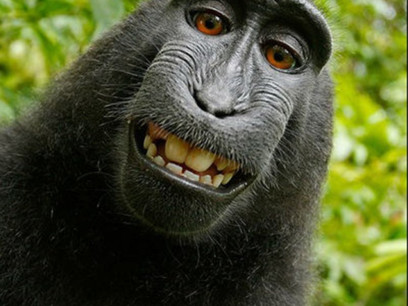 Može li majmun imati pravo na selfie? - tportal