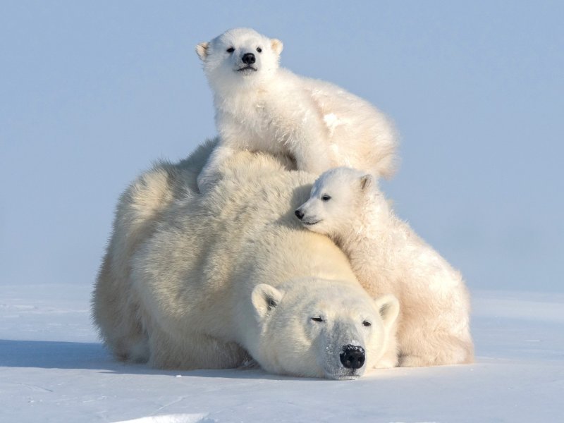 Polarni medvjedići ozbiljno testiraju strpljivost svoje majke - tportal