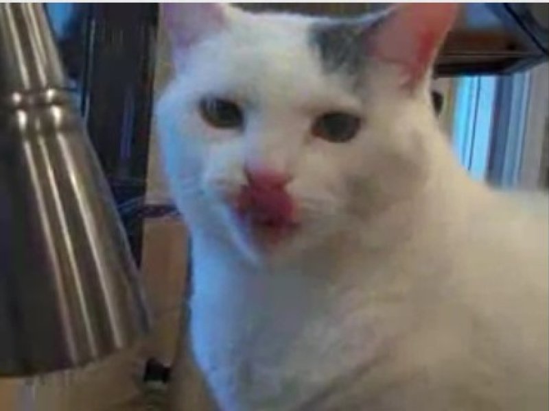 Luda mačka se sama tušira i briše u ručnik - tportal