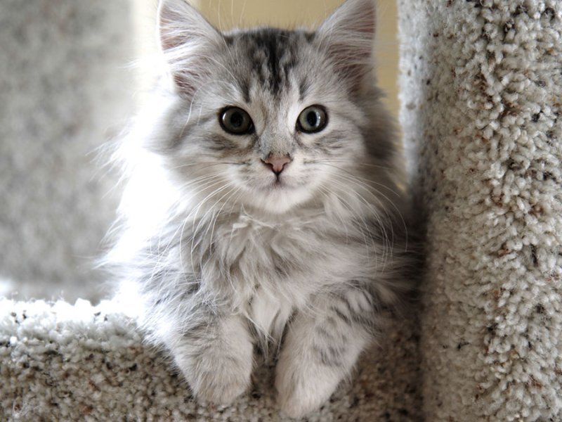 Prve ovogodišnje izložbe mačaka uskoro u Westgateu - tportal