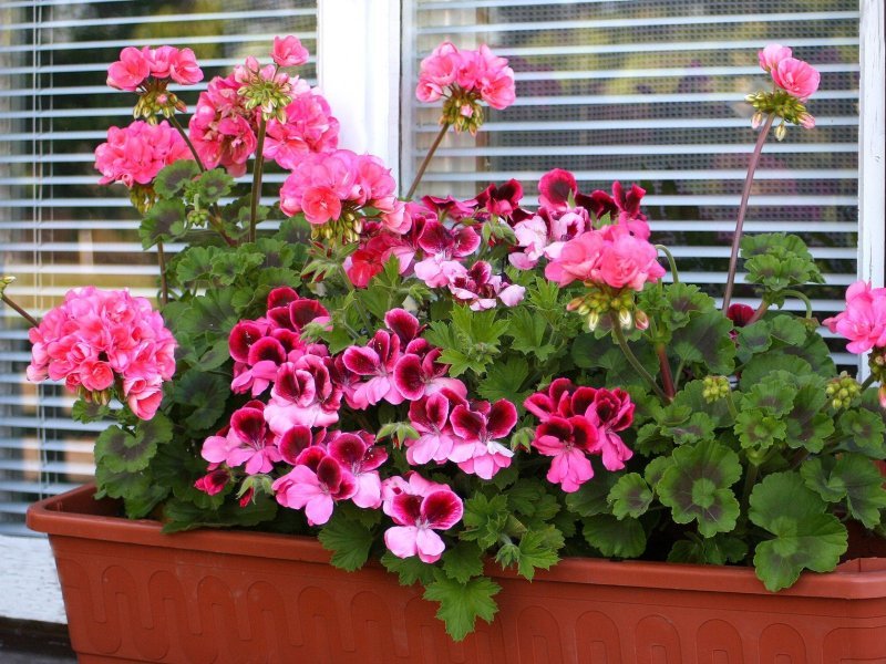 Prekrasne i jednostavne pelargonije: Kako uzgajati omiljeno cvijeće za ...