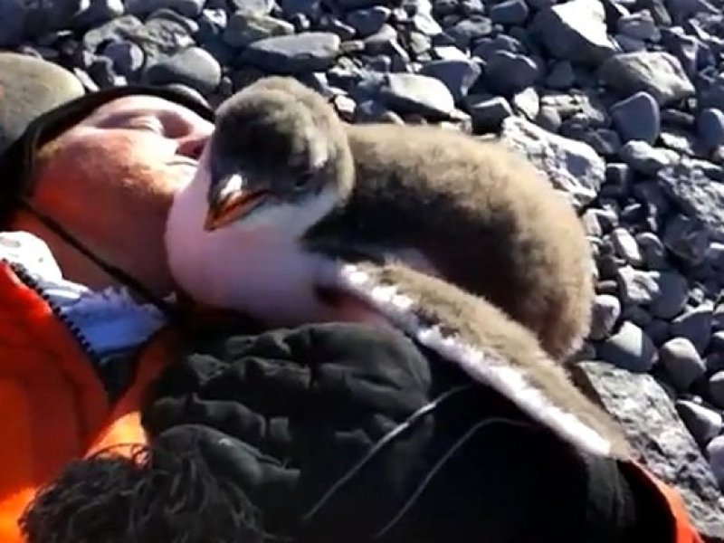 Beba pingvin se prvi put susreće s čovjekom - tportal