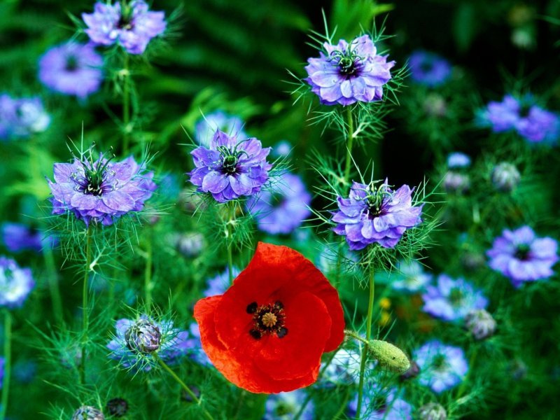 Posijte ih odmah i uživajte na proljeće: Prekrasne proljetnice koje će ...