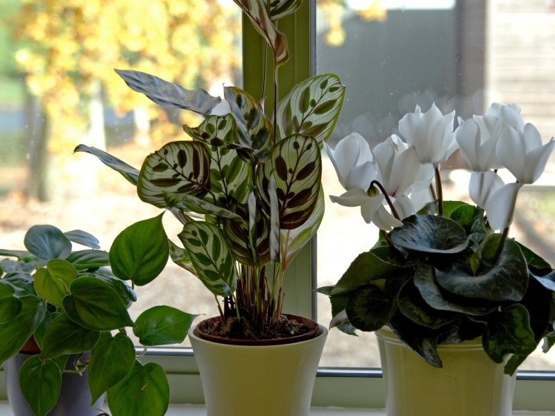 Cvijet koji vene nemojte odmah opisati: Evo kako omiljenu biljku možete ...