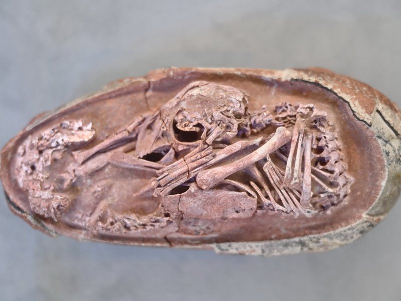 Otkriven savršeno očuvani embrij dinosaura, pogledajte malo biće staro ...
