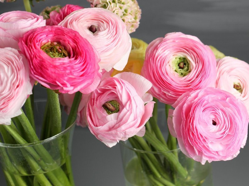 Vrijeme je sadnje ranunkula: Evo kako obogatiti svoj vrt ili balkon ...