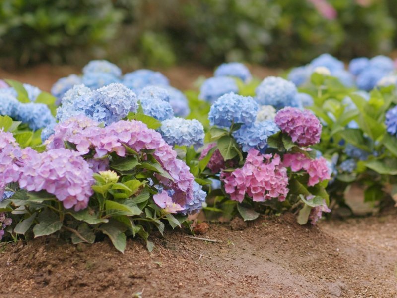 Plava ili ružičasta? Evo kako promijeniti boju cvjetova hortenzija - tportal