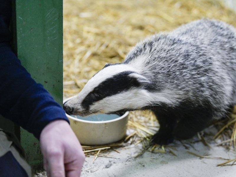 Slijepi jazavac Nikola udomljen u Zoološkom vrtu - tportal