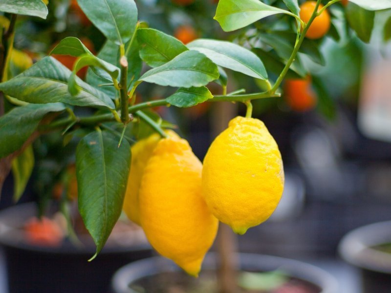 Limun je nevjerojatno lako uzgojiti, a uz nekoliko jednostavnih pravila ...