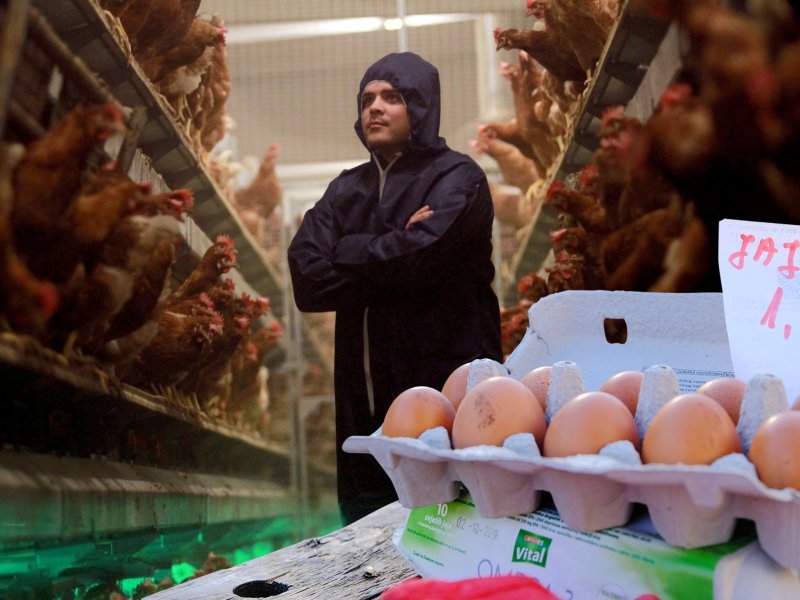 Hrvatska proizvodnja jaja perad - tportal