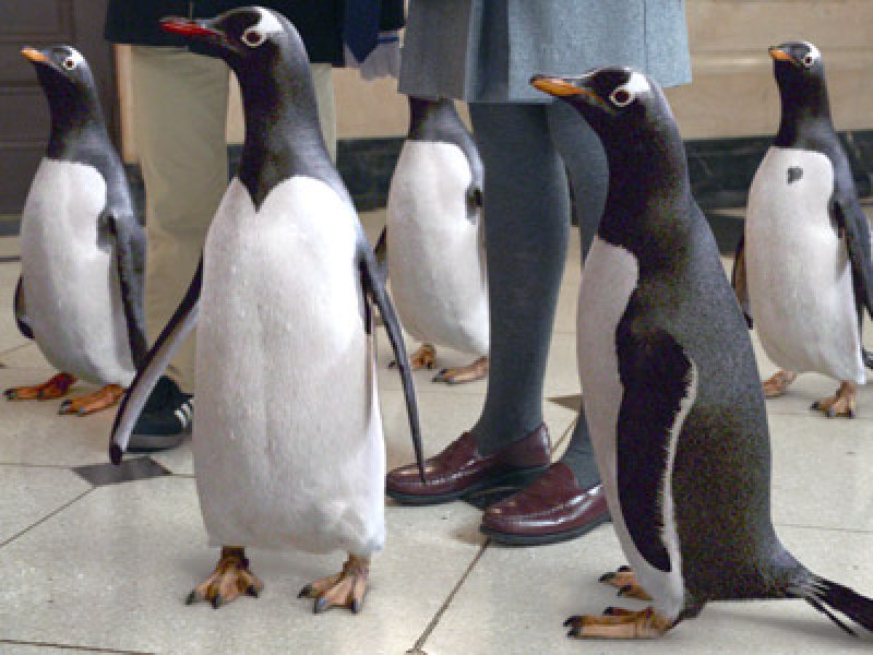 Pogledajte film 'Pingvini gospodina Poppera' - dobitnici - tportal