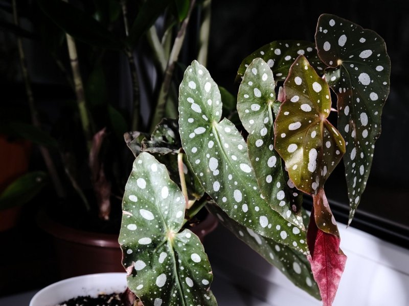 Ova biljka egzotičnog izgleda uljepšat će svaki dom, a jednostavna je ...