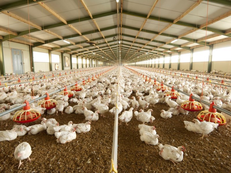 U požaru na farmi kod Kutine izgorjelo oko 2000 kokoši nesilica - tportal