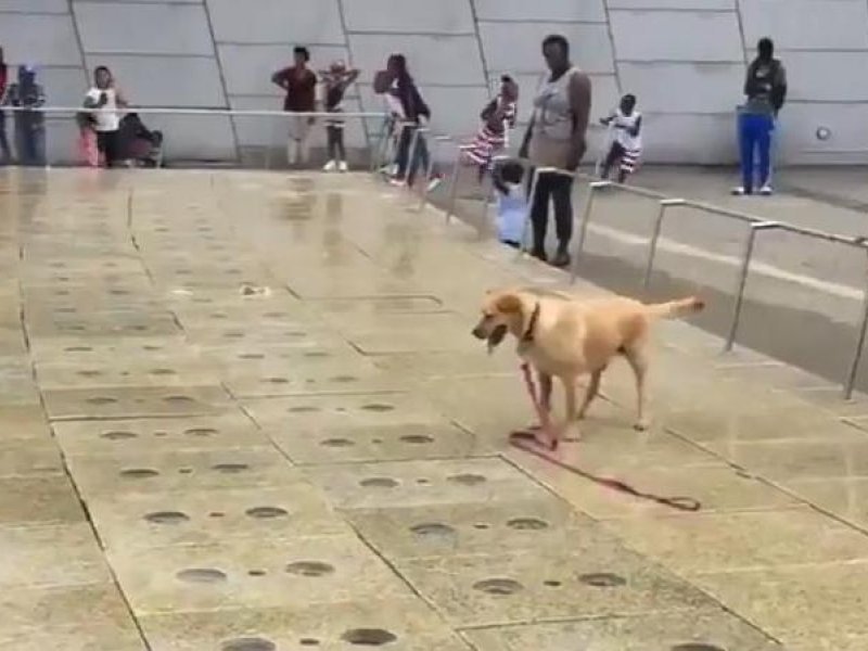 Slatki pas pokušava uloviti vodoskok - tportal