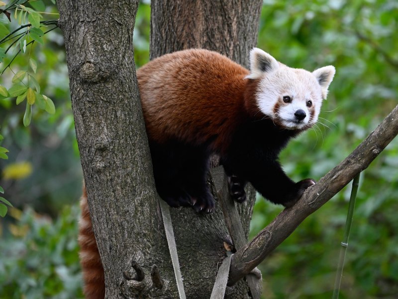 [FOTO/VIDEO] Crvene pande očarale sve u zagrebačkom Zoološkom vrtu, evo ...