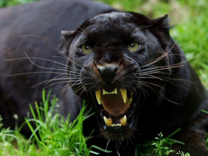 Zagrebački ZOO oglasio je o zvijeri viđenoj na hrvatskoj granici: 'Crna ...