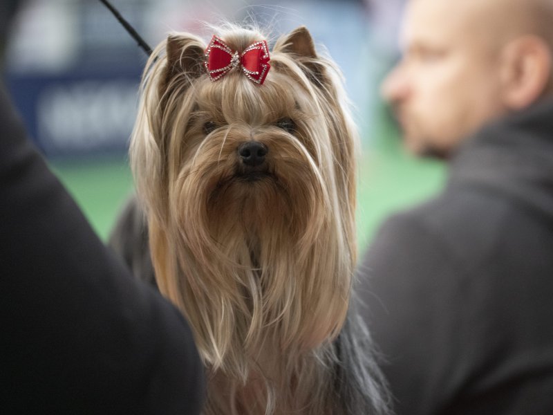 Ovo su psi koji su se borili za titulu najljepšeg; koji je vaš favorit ...