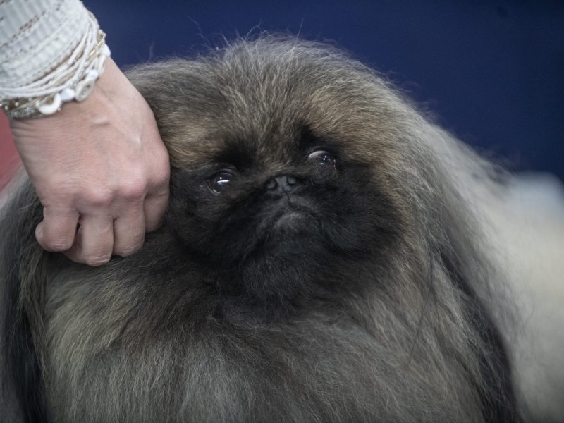 Ovo su psi koji su se borili za titulu najljepšeg; koji je vaš favorit ...