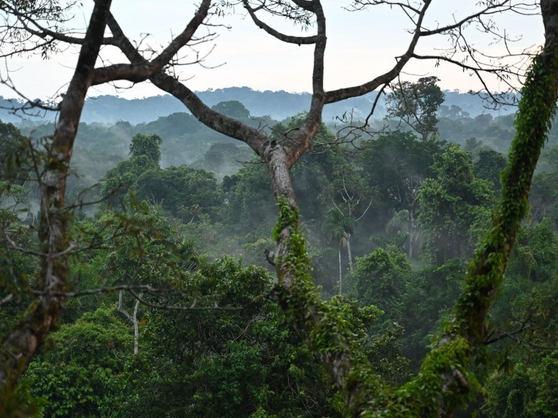 Amazonija proizvodi najviše kisika, ali njezine biljke ga truljenjem i troše. A što ako ta ...