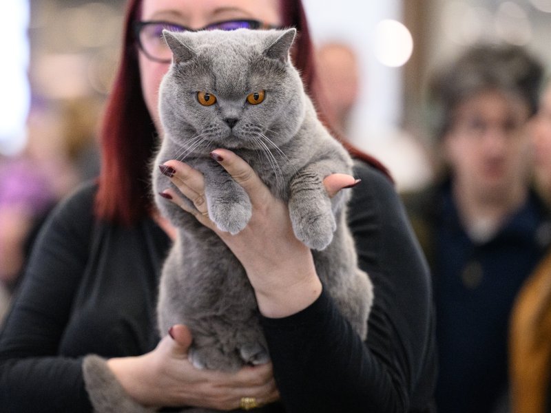 Pogledajte predivne fotografije s izložbe mačaka održane u Zagrebu - tportal