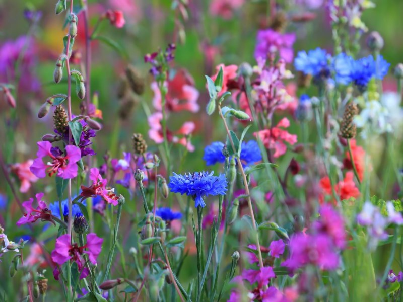 Ovo prelijepo vrtno cvijeće nikad ne smijete saditi pored lavande - tportal