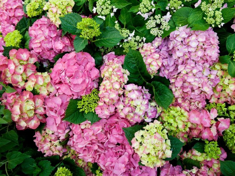 Bajkovite hortenzije: Izbjegnite najčešće pogreške i uživajte u ...